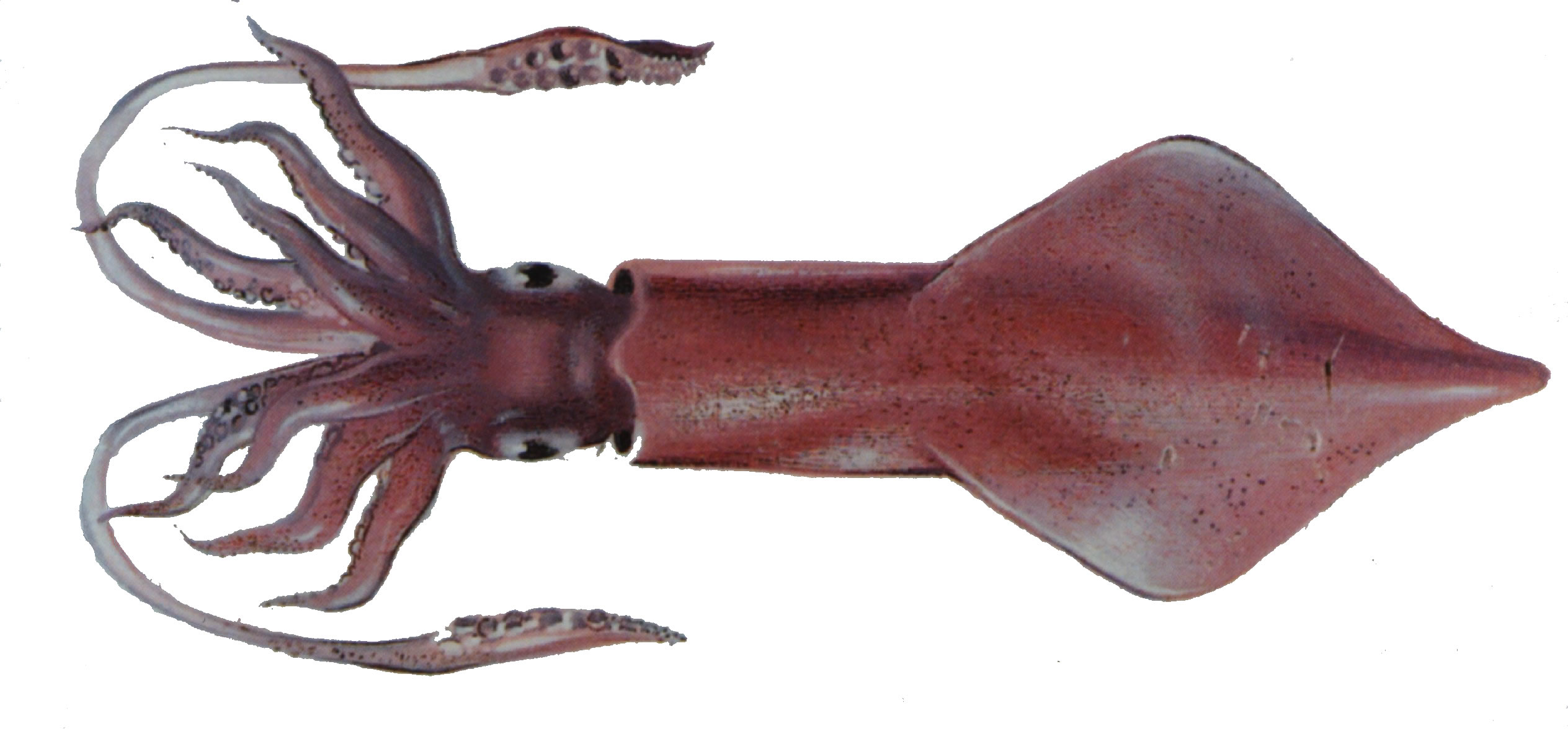 Untitled Document [www.ipma.pt]