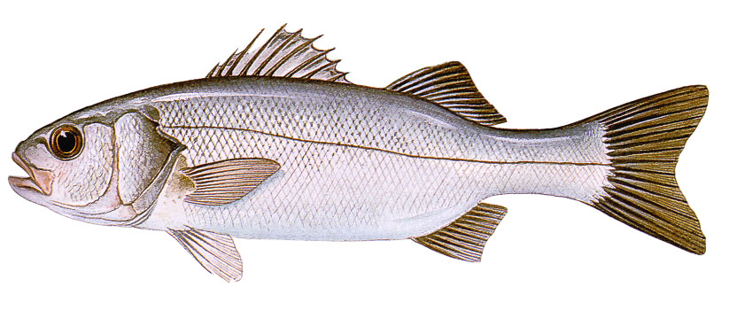 Untitled Document [www.ipma.pt]