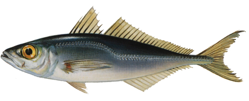 Untitled Document [www.ipma.pt]